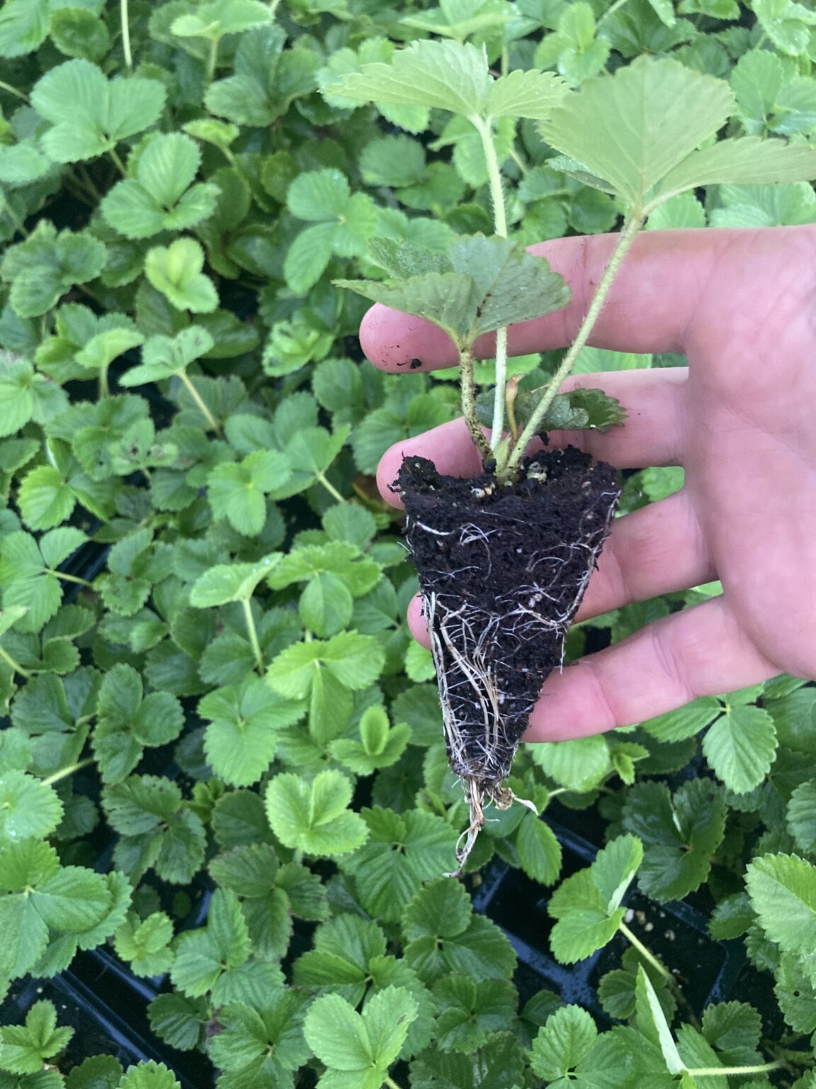 Ruby June Strawberry Plugs – Conventional – Lazy Eight Stock Farm